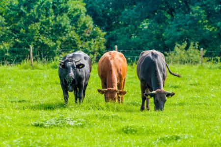 Kobe (Wagyu) Rind - Eine traditionell japanische Rinderart | hoftechnik.at